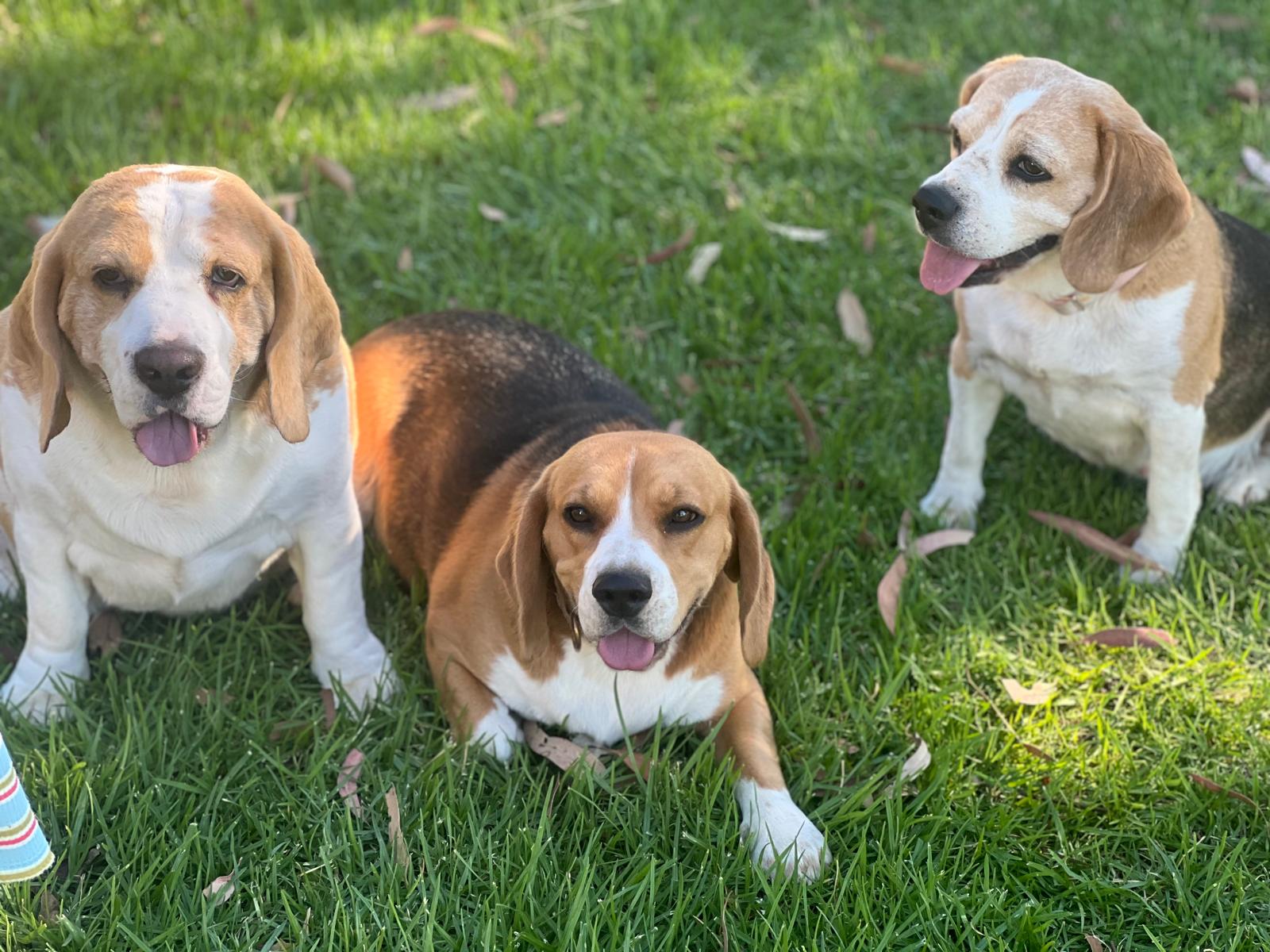 Bestie Bites – Outback Fencing and Steel Supplies